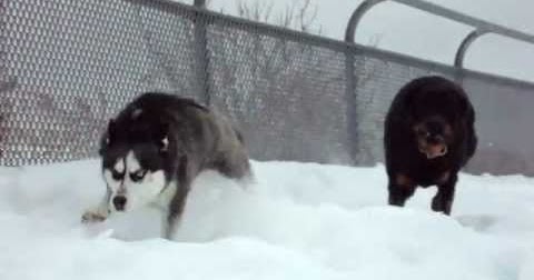 Rottweiler vs Husky. ~ Rottweiler's Kingdom