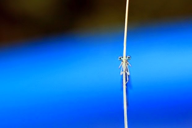 The Flying Tortoise: These Damsels Are Not In Distress...