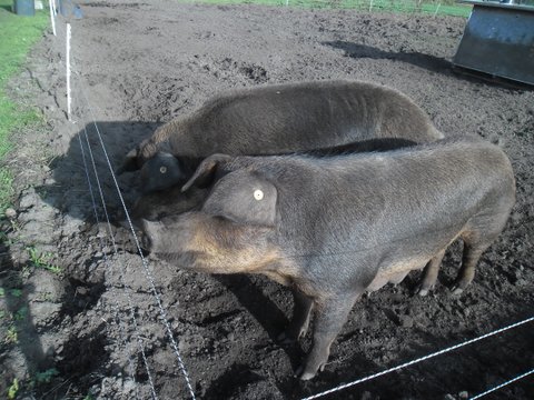 11Science: Smakelijk varkensvlees