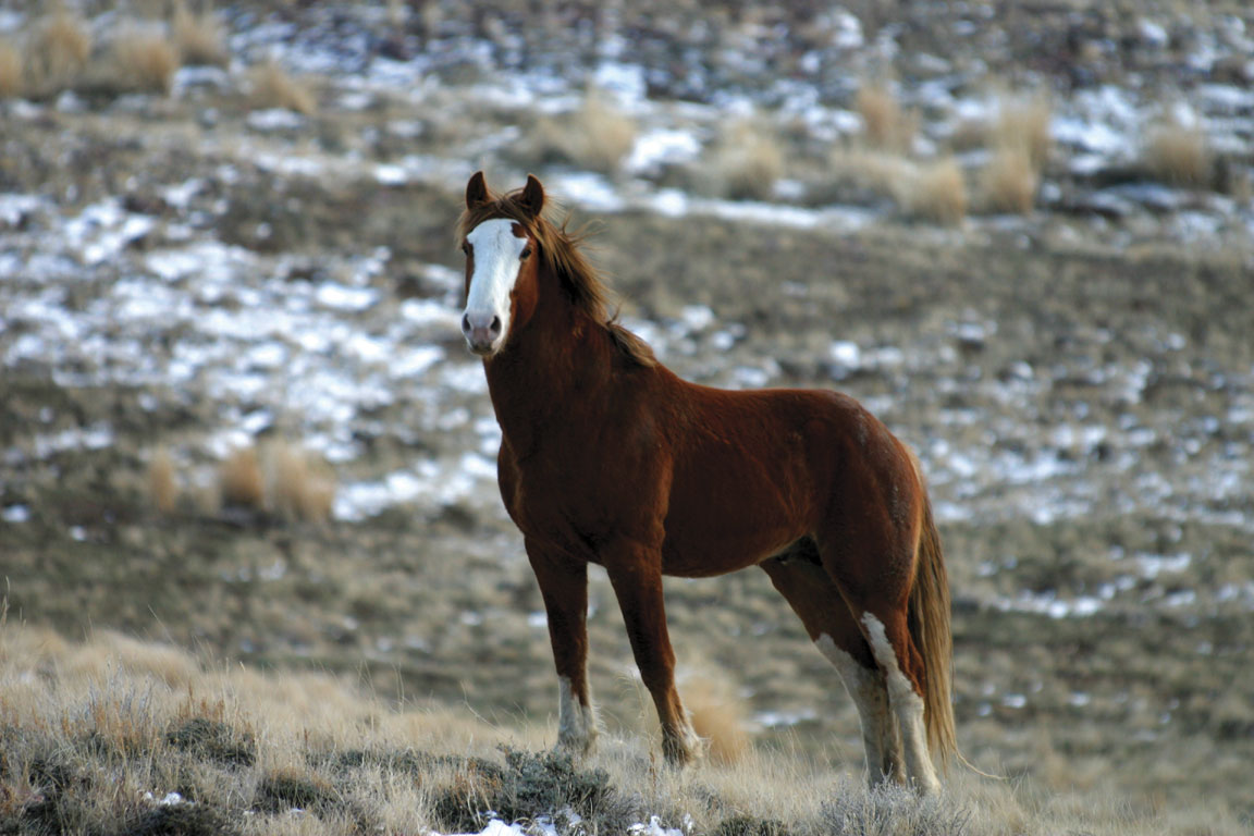 MY ANIMAL: CABALLO CIMARRON