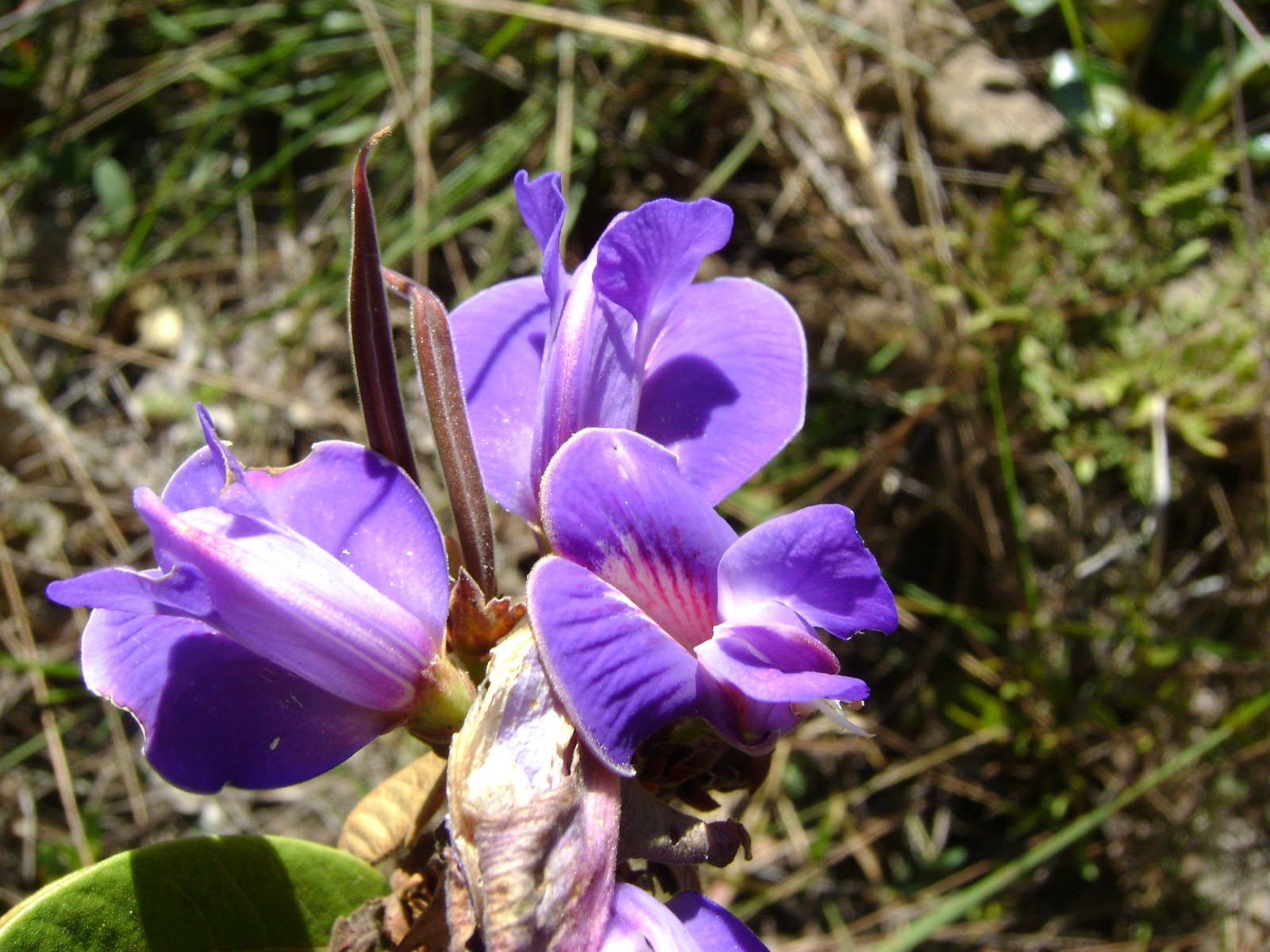Fabaceae - Leguminosae no Brasil: Papilionoideae
