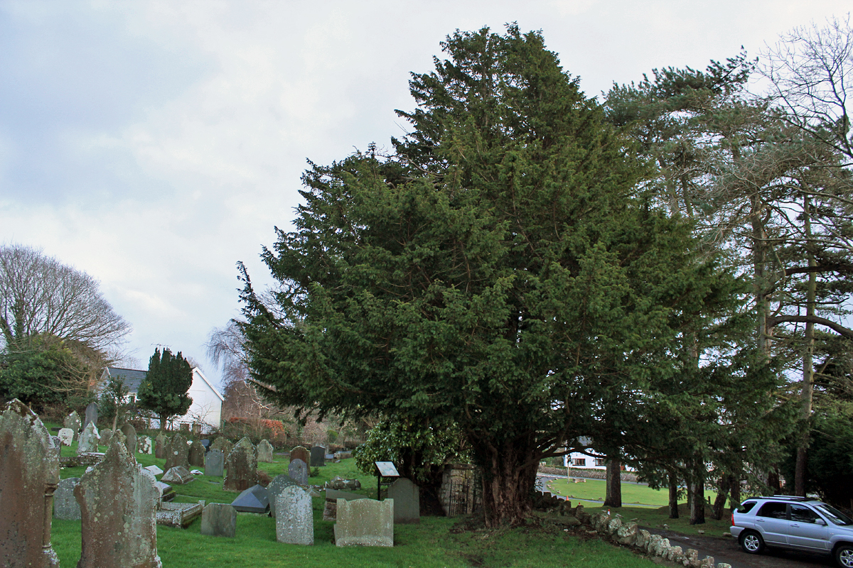 Gower Wildlife: Yews within the Parish Churches of Gower