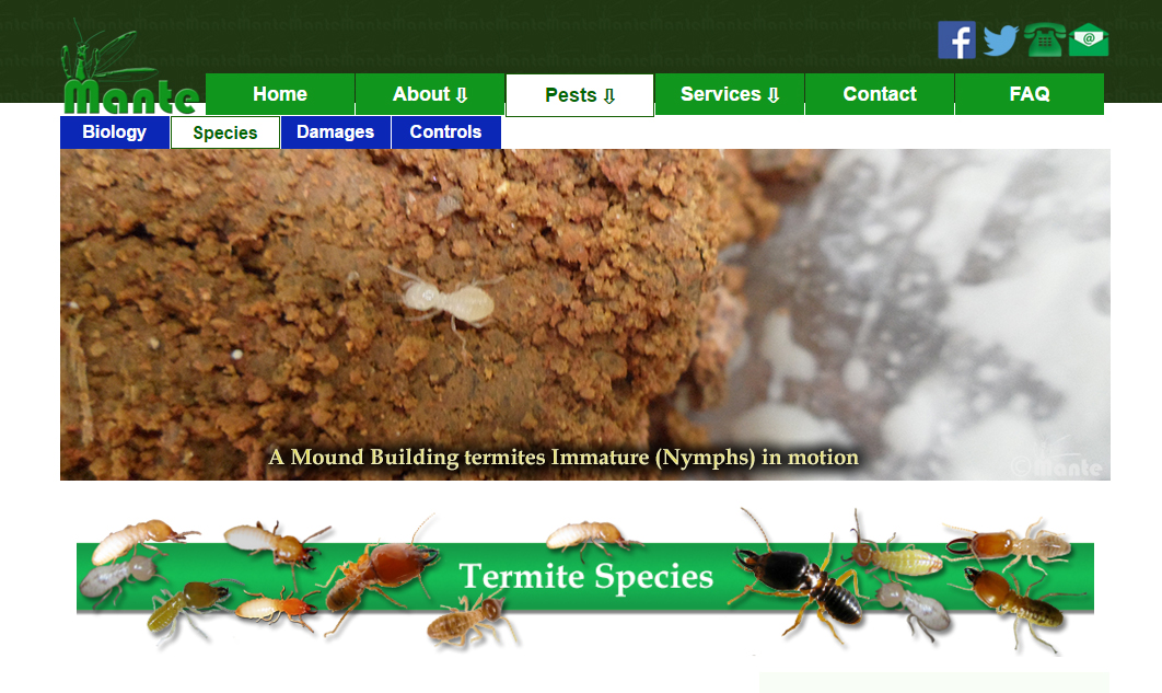 Durian Info: Termites Control In Fruit Orchards