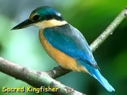 Tengkek Udang Merah ~ Alfatihah Herbal 2