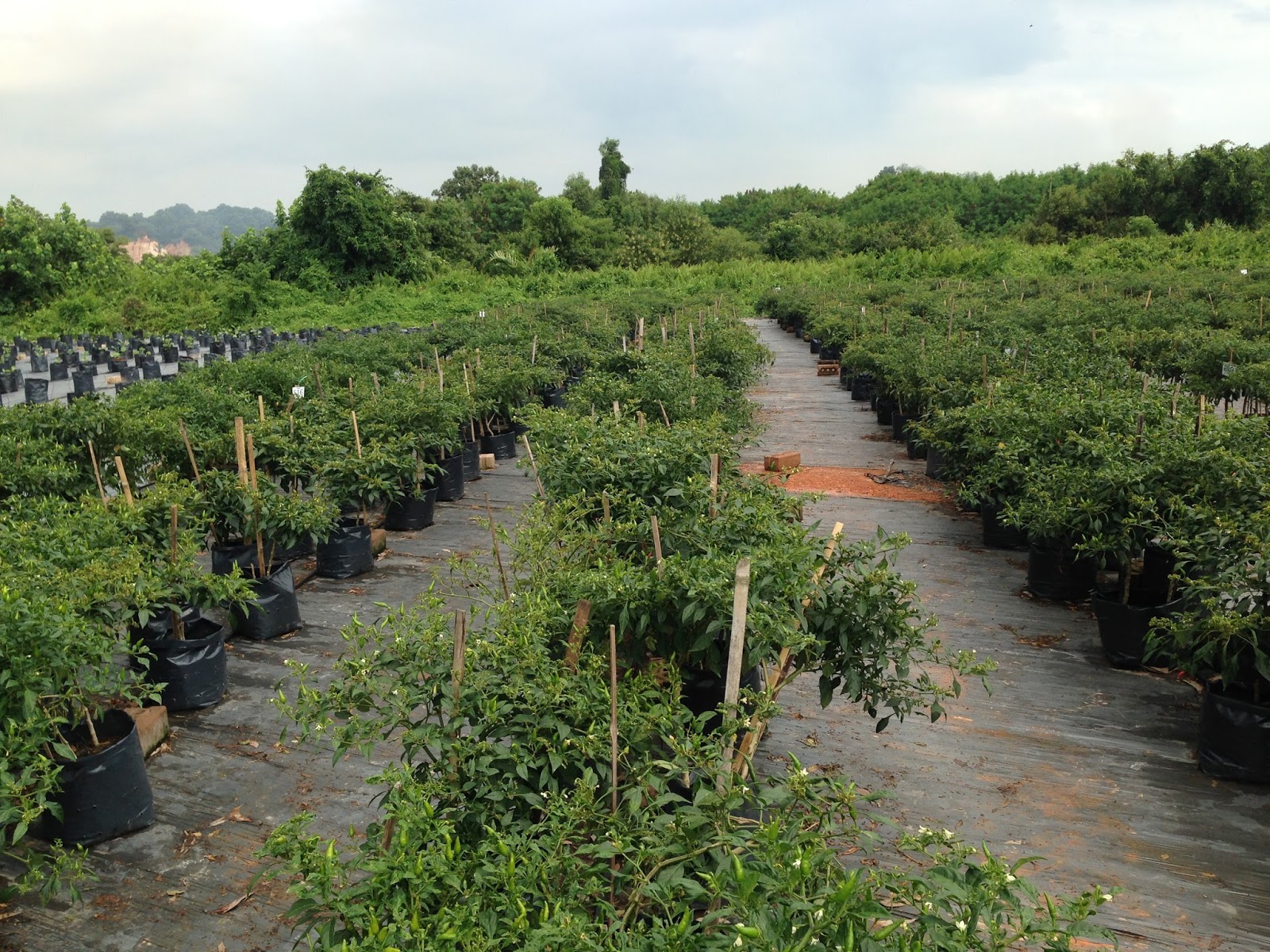 Malacca Girl: Ladang Cili Kolej UNITI