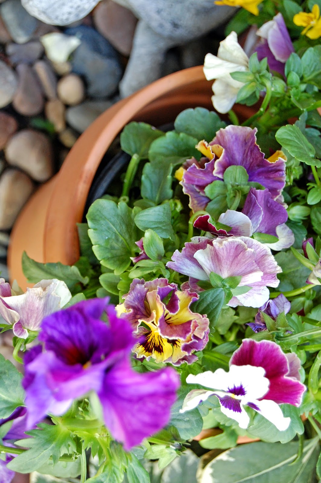 My Painted Garden: Painting and Planting Fall Pansies