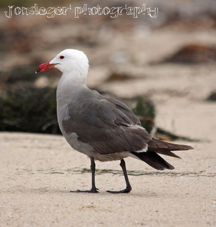 Northern Illinois Birder: Western Gulls & Heerman's Gulls; Western Birds