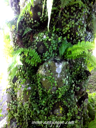 Kisah Pokok Duit-Duit