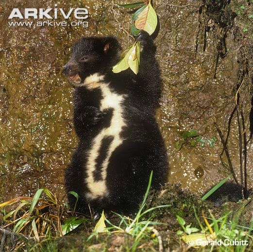 Laberinto en extinción: Dingiso (Dendrolagus mbaiso)