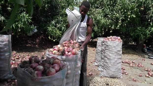 Photos: A village in Borno state where a huge bag of onions costs only N3k