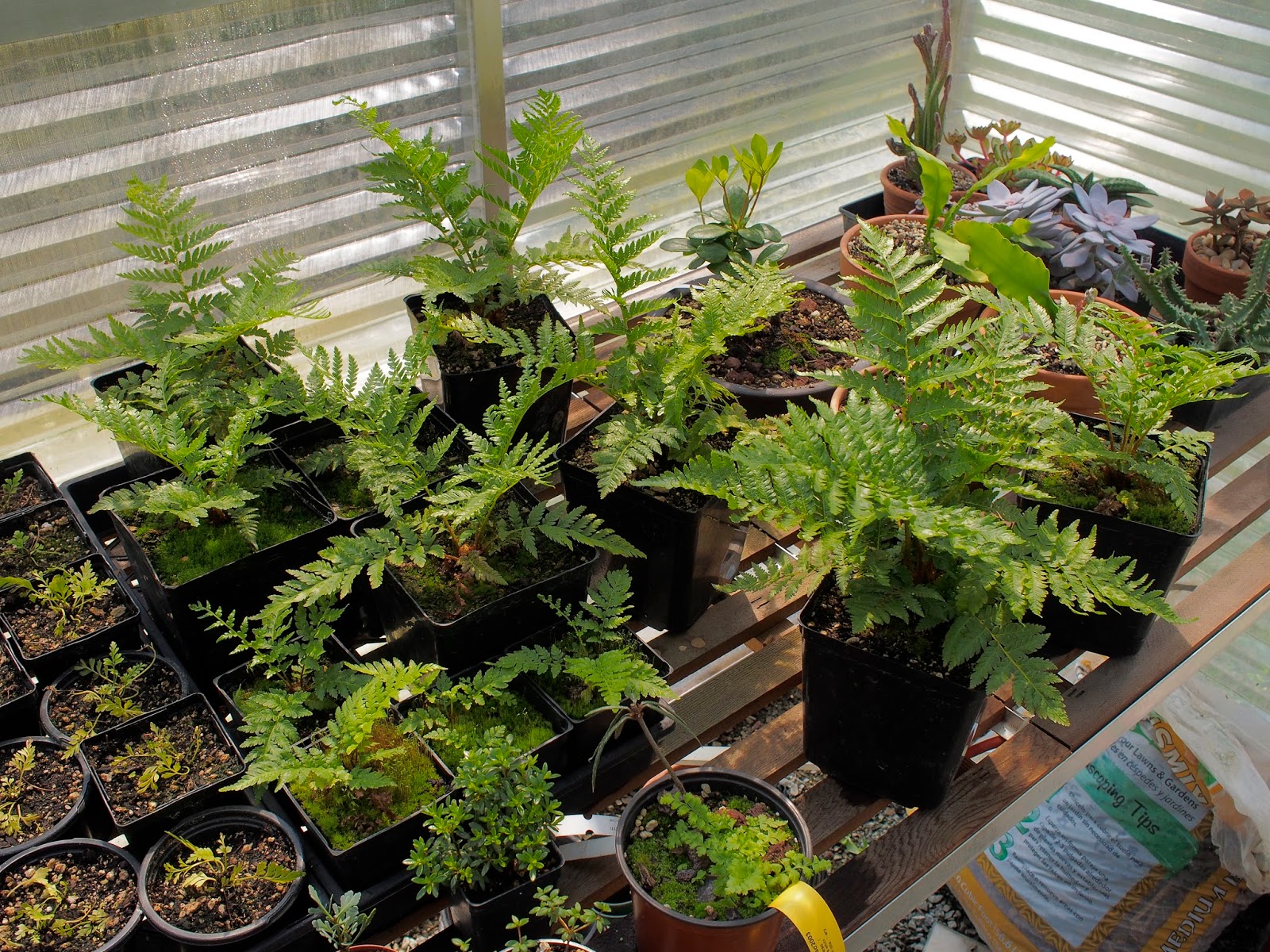 Propagating ferns