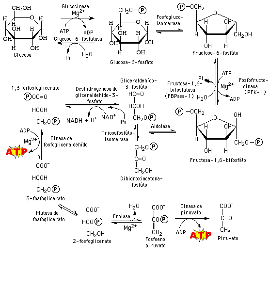 Enseñanza de la Bioquímica mediante técnicas de enseñanza virtual: La ...