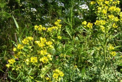 Kako Liječiti: Vrtna rutvica