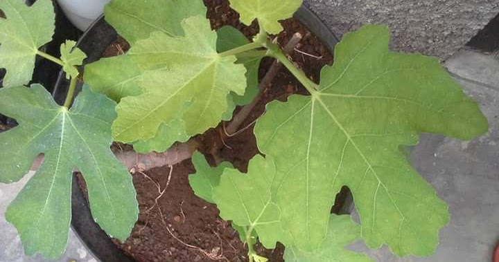 Berkebun: Manfaat daun tin