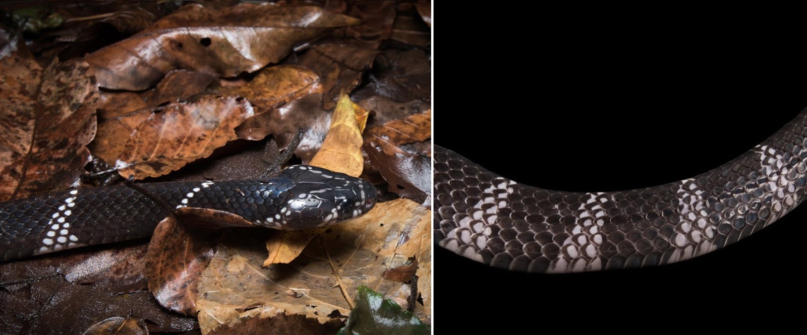 Species New to Science: [Herpetology • 2019] First Record of the Krait ...