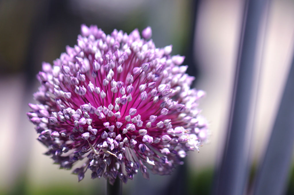 FOTOGRAFIA ZEN: Allium Cepa 2