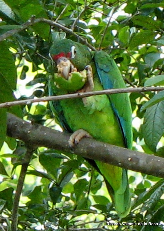 Ricardo's Blog, : A Puerto Rican parrot, Amazona vittata, feeding on ...