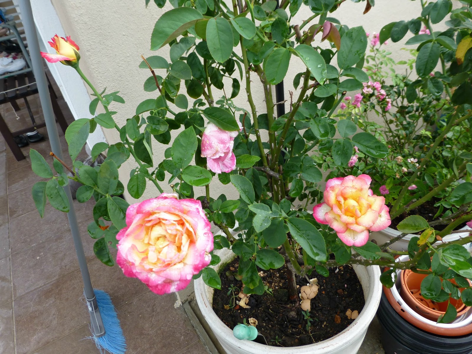 RESEPI NENNIE KHUZAIFAH: Bunga-bunga ros di Taman Ros Nannie