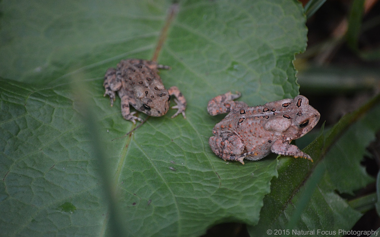 Natural Focus: Nature Photo of the Day # 235: Baby Toads