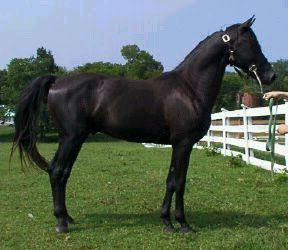HD Animals Wallpapers: Black Morgan Horse Wallpapers