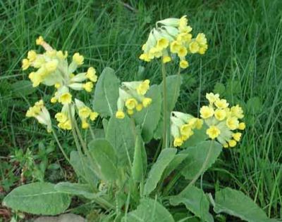 Herba - Ljekovite biljke: Jaglac (Primula officinalis)