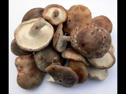 trabajos de biologia: ReInO fUnGi (ZiGoMiCeToS)
