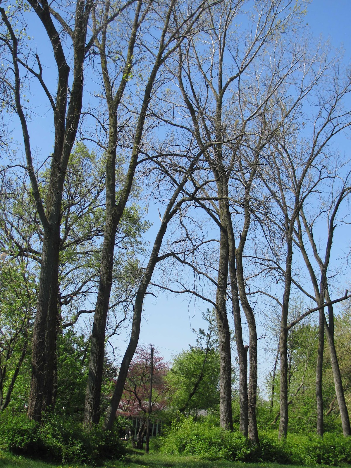 Speedway Daily Photo: Nine Trees