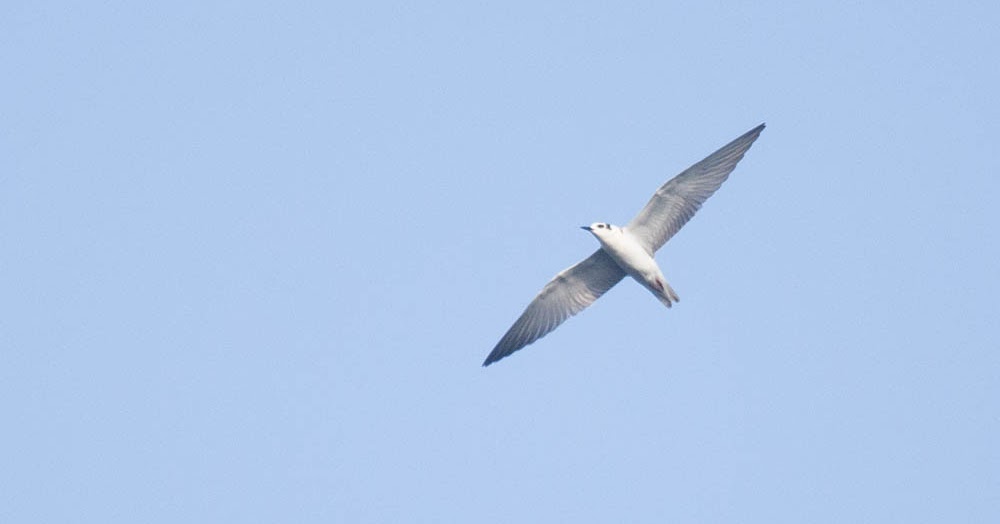 Austin's Birding Blog: 15/09/2016 High Rid Reservoir, Bolton