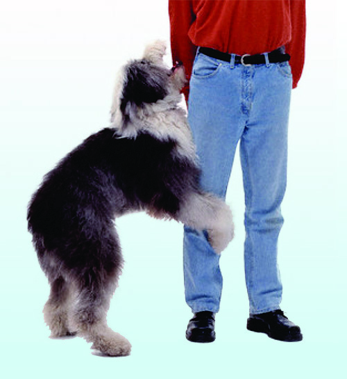 How To Stop A Dog From Humping Your Leg