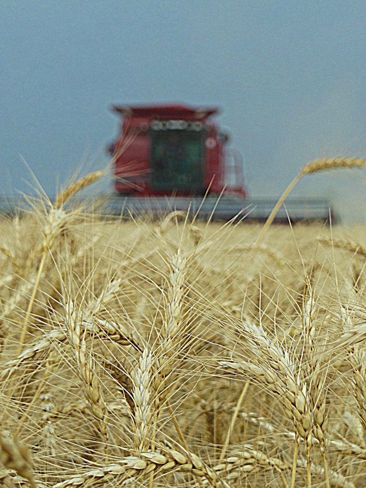 Kim's County Line: Aggie Visits The Wheat State