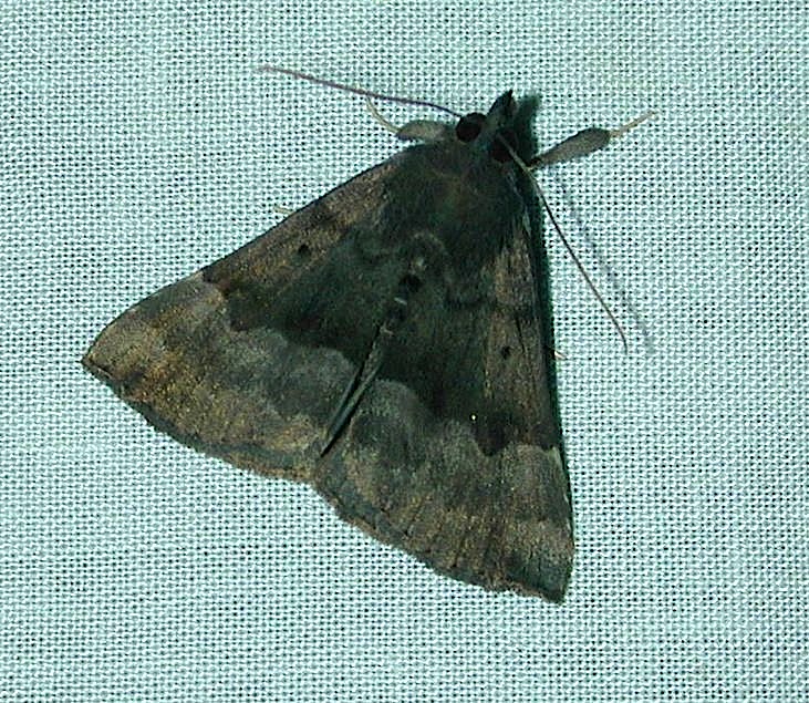 Field Biology in Southeastern Ohio: Noctuid Moths & Tiger Moths