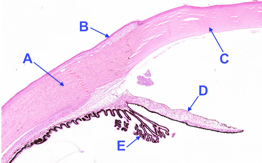 OJO - IMÁGENES HISTO | MedStudentBlog