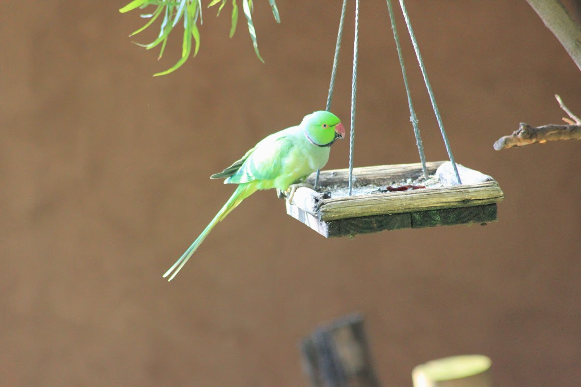 Hedgie's Nature Journal : Finally! Indian Ringneck up-date