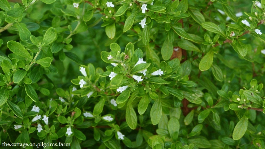 Cottage Life on Pilgrim's Farm: Jamaican Mint Tree - Updated...