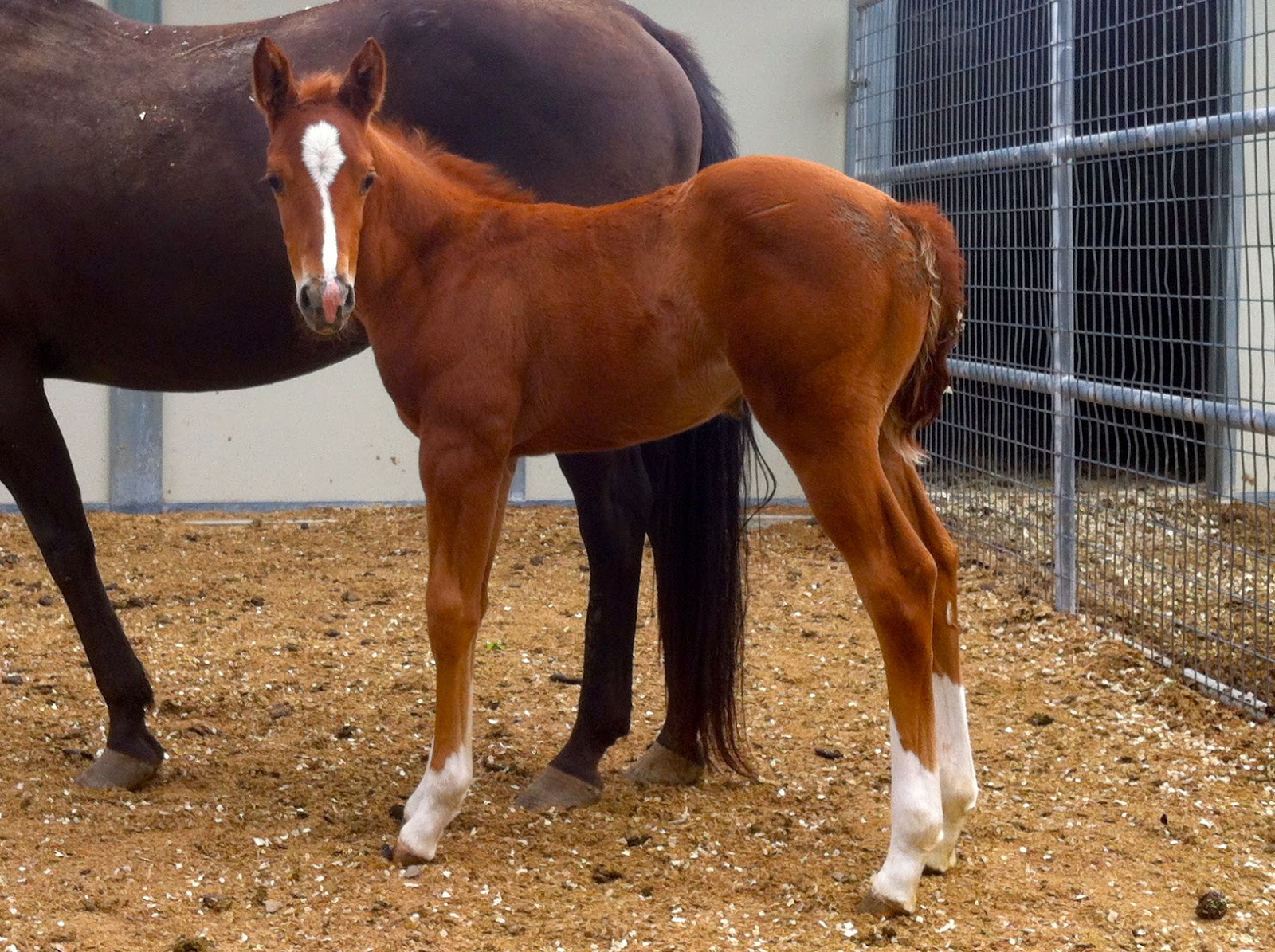 Roan River Ranch Quarter Horses
