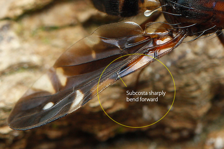 Macro Photography: Hammer-headed tephritid, Themara maculipennis