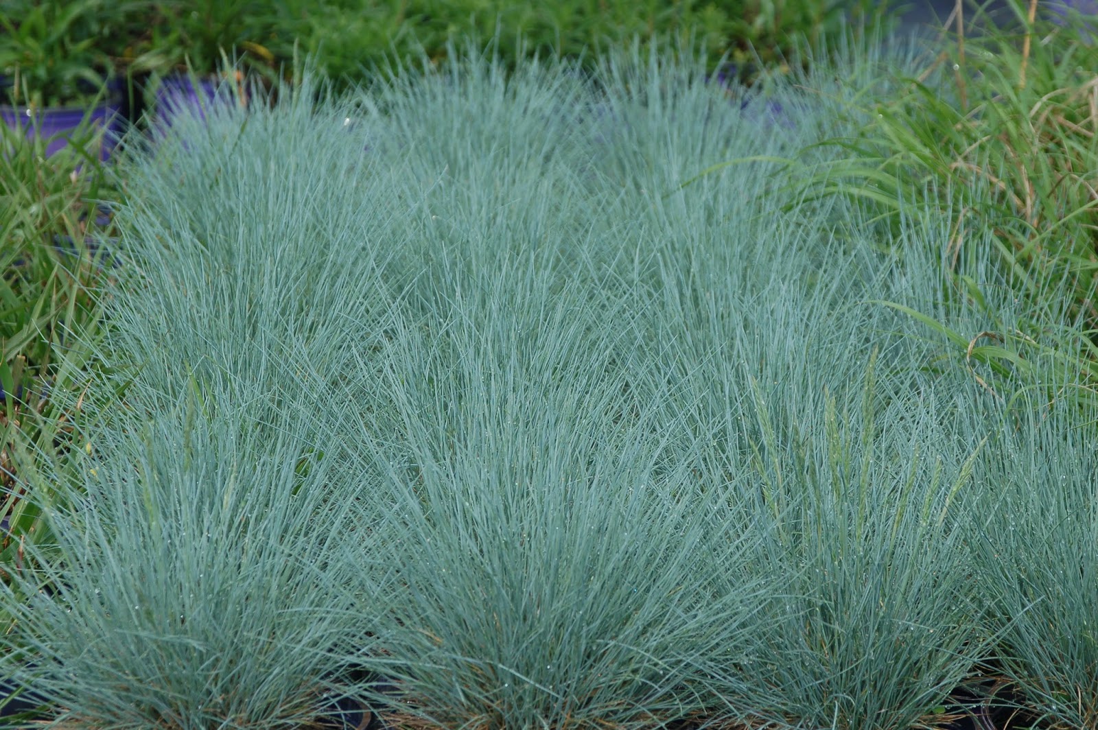 Blue Fescue (Festuca) - Rotary Botanical Gardens