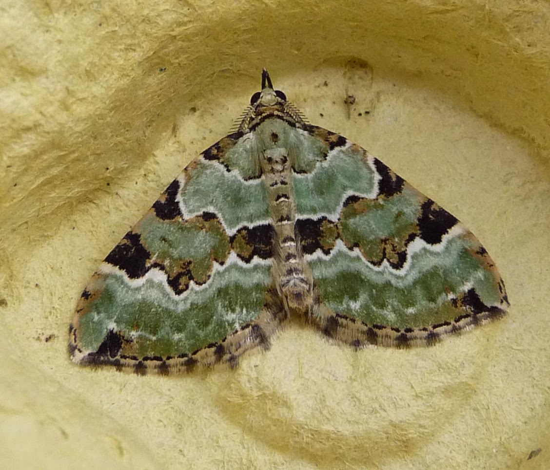Ceredigion Moths: What a Spectacle