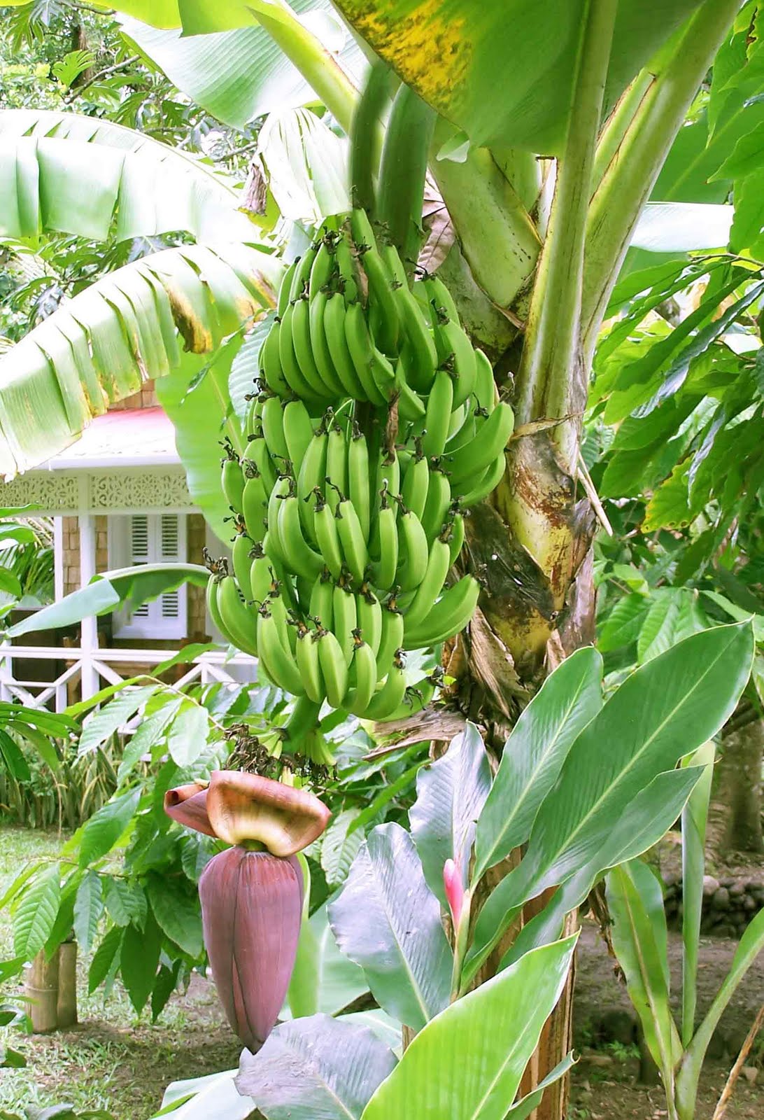 PISANG(Musa paradisiaca)