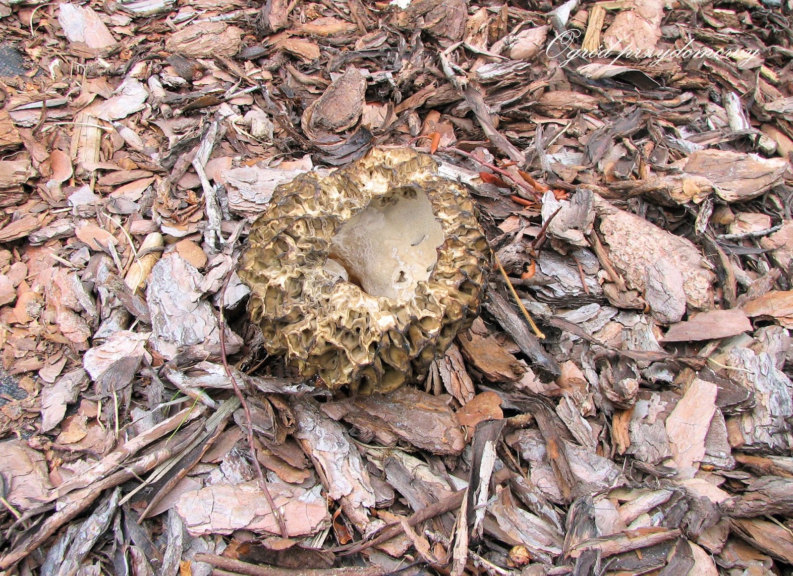 Grzyby smardze wysiały się na korze | Ogród przydomowy - blog ...