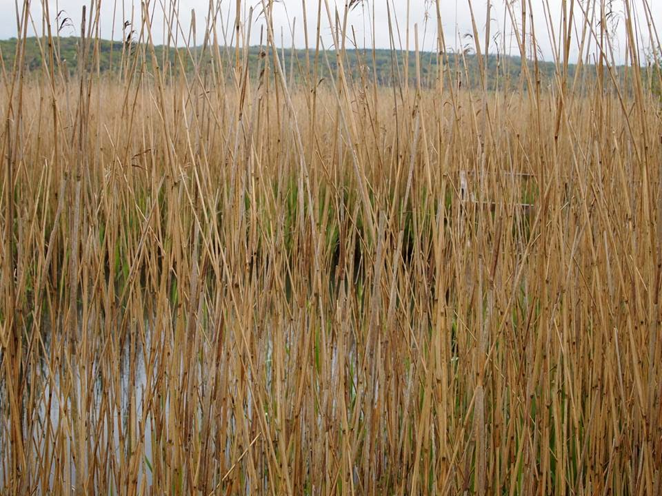 Plants Blog: Phragmites australis; Norfolk Reed