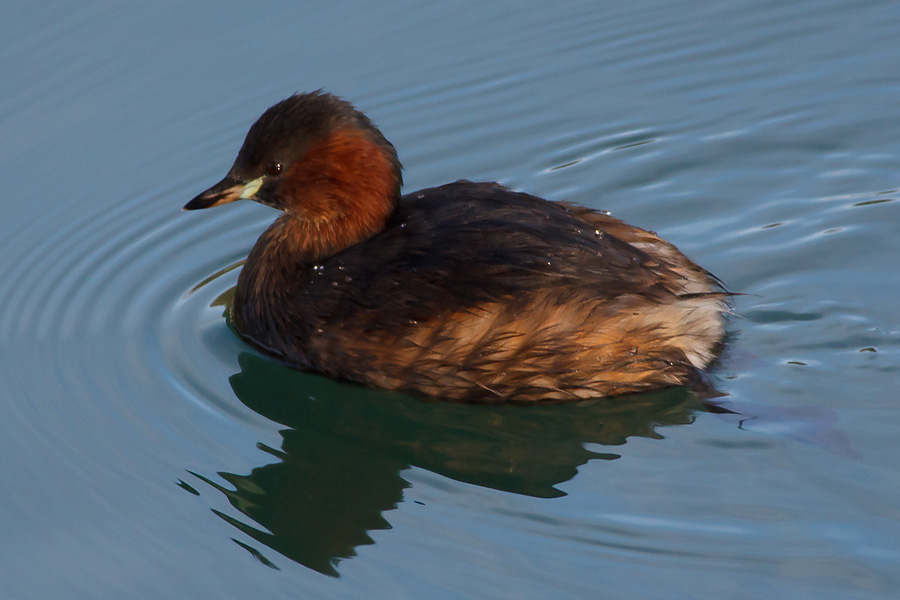 FREE BIRDS/ svobodne ptice: MALI PONIREK