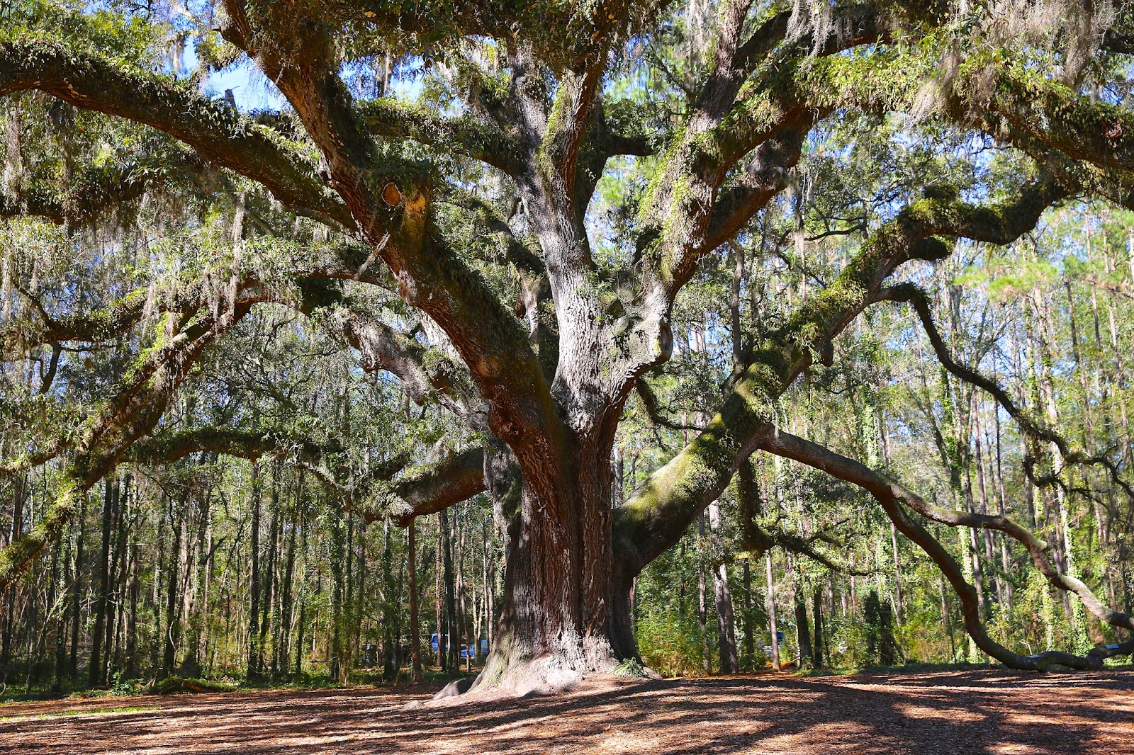 Sweet Southern Days: Lichgate A Dream Preserved