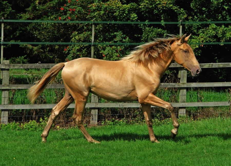 Kuda Emas Yang Terkuat dan Terindah di Dunia | Info Teraneh dan Unik