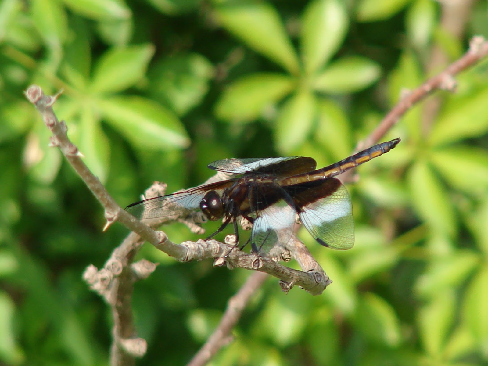 Canadian Nature ~ Part Four: Insects