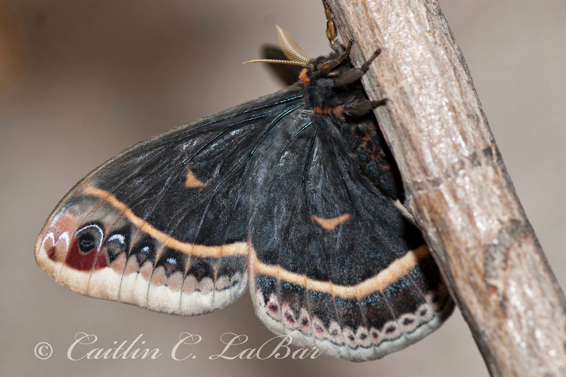 Northwest Butterflies: Spring Silkmoths