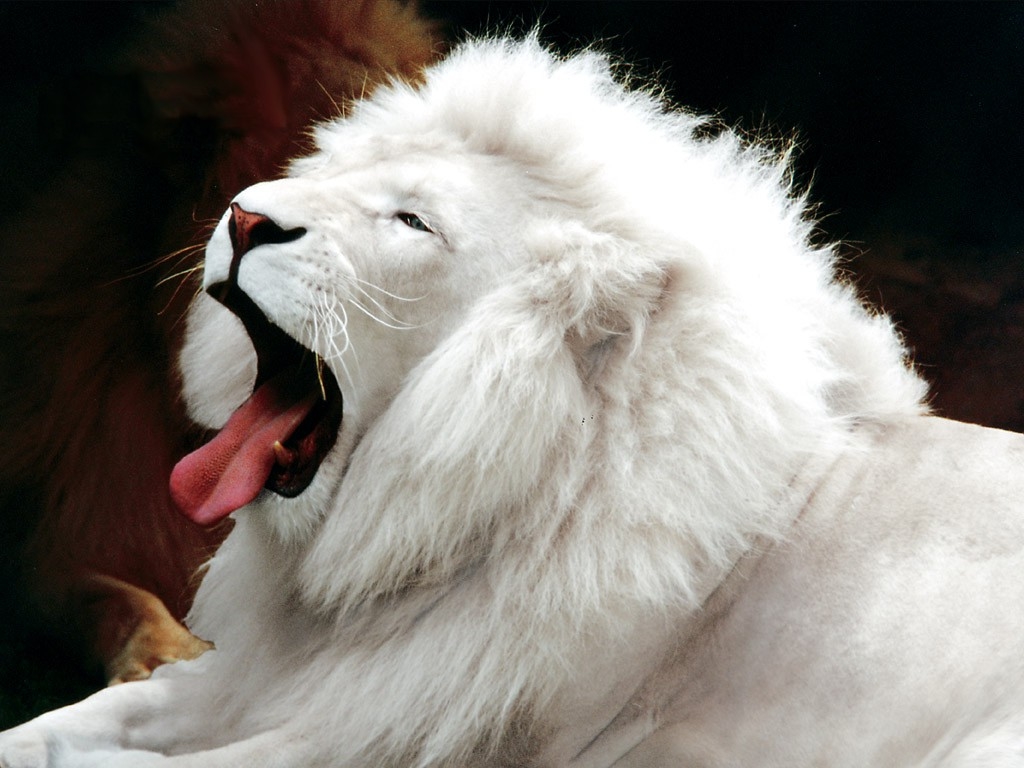 IMAGENES ANIMALES EN ALTA DEFINICION: IMAGEN LEON ALBINO
