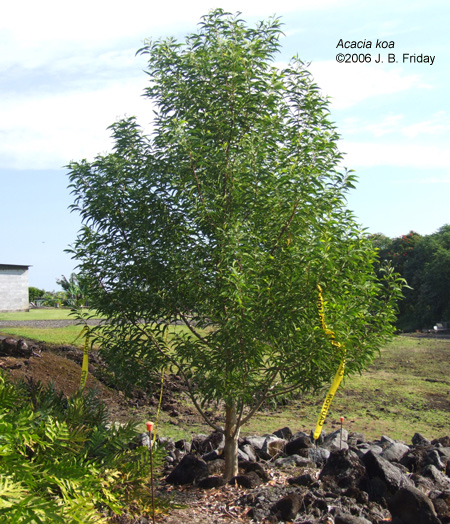 Paling Populer 20+ Gambar Pohon Akasia Mangium - Gambar Bunga Indah