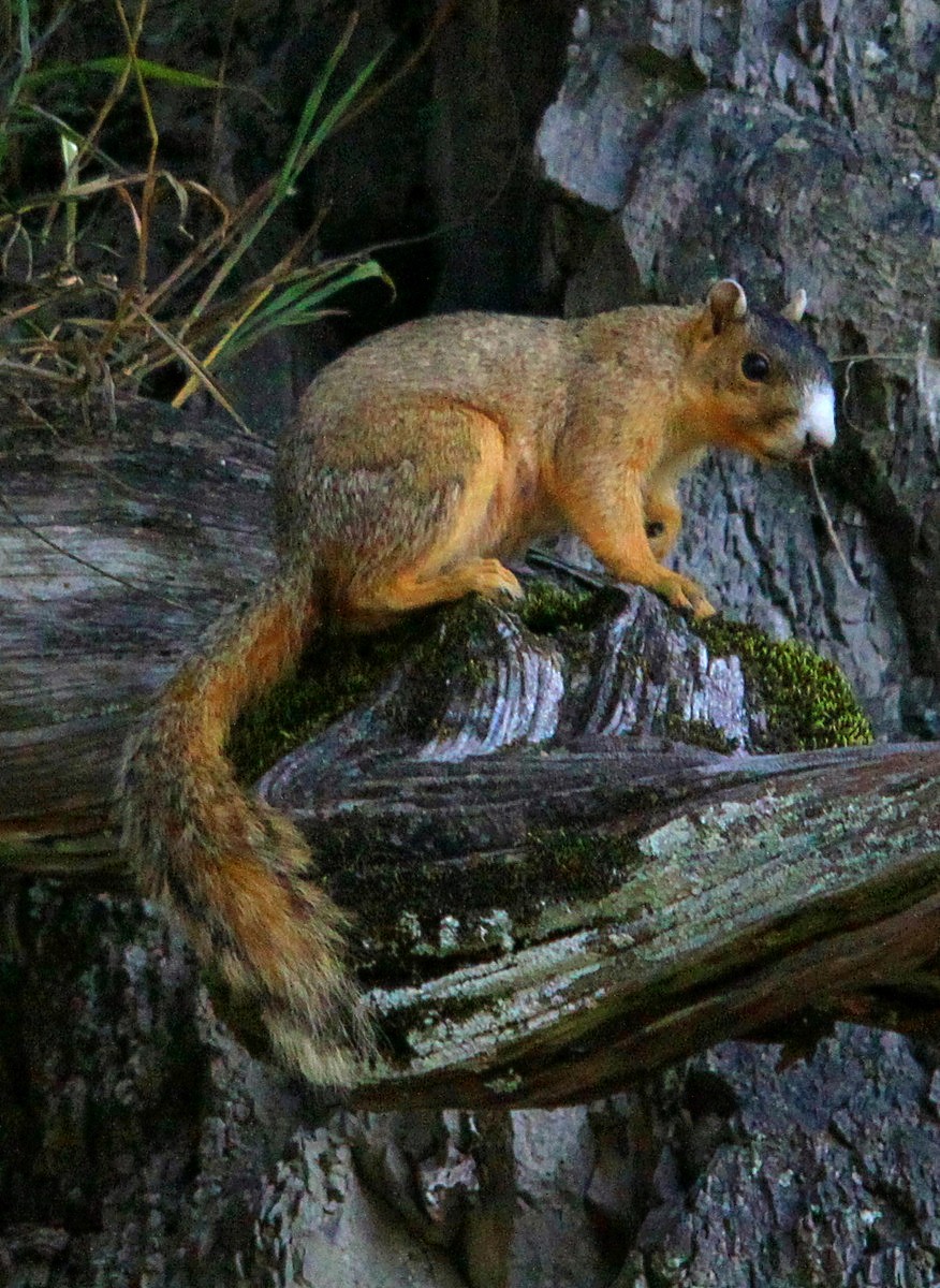 Gary's Outdoor Wanderings2: DIGITAL CAMERA SENSOR CLEANING TIPS & other ...