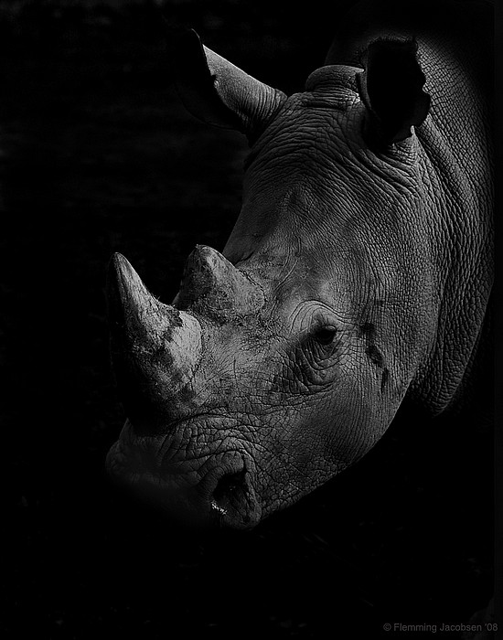 ROP Digital Photo: LOW KEY